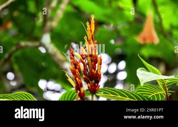 Zebra gold Stock Videos & Footage - HD and 4K Video Clips - Alamy