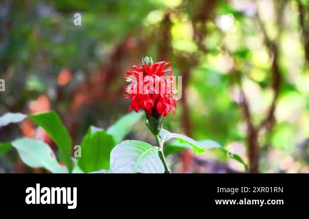 Pachystachys coccinea (Cardinals guard, Justicia coccinea, Jacobinia ...