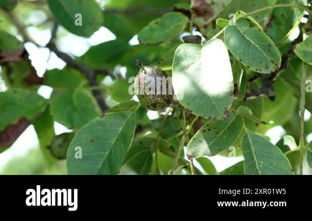 Rust disease on fruit trees Stock Videos & Footage - HD and 4K Video ...