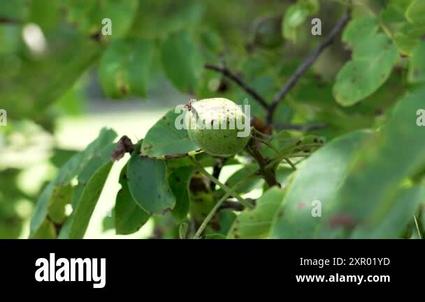 Putrid fruit Stock Videos & Footage - HD and 4K Video Clips - Alamy