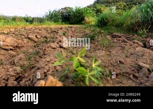 Lumps of dirt Stock Videos & Footage - HD and 4K Video Clips - Alamy