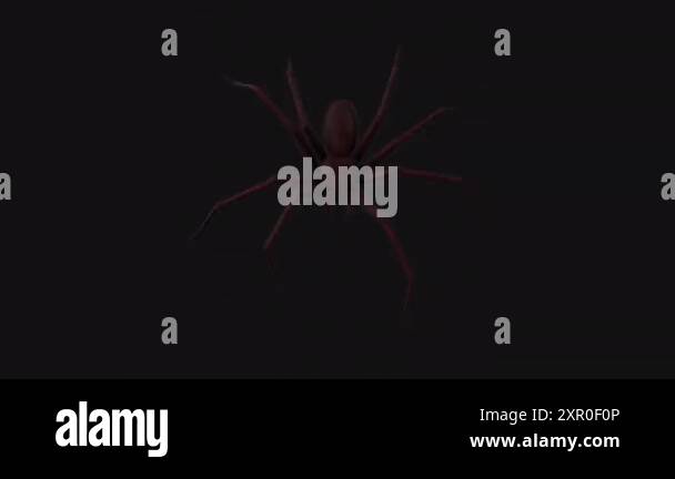 8 legged creature Stock Videos & Footage - HD and 4K Video Clips - Alamy