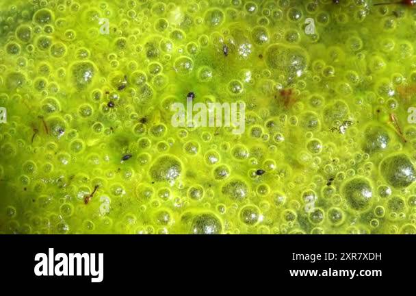 Freshwater algae Spirogyra release oxygen into the air, oxygen ...