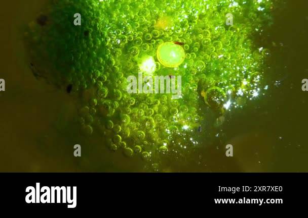 Freshwater algae Spirogyra release oxygen into the air, oxygen ...