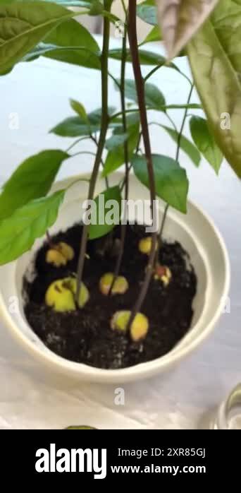 How to grow an avocado at home from a stone, avocado grows, in a pot ...