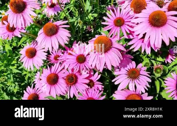 Flowering fauna Stock Videos & Footage - HD and 4K Video Clips - Alamy