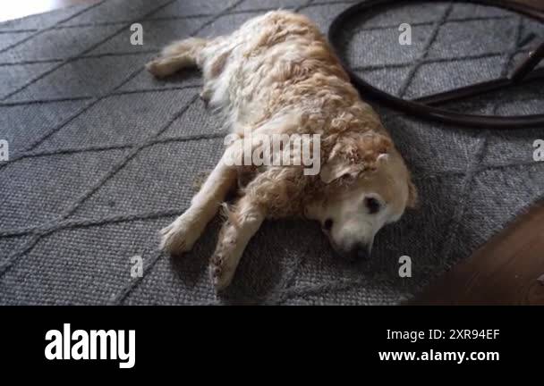 The camera shows the dogs tail and muzzle. A tired curly-haired ...