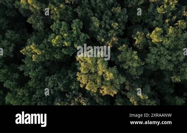 English oak trees quercus Stock Videos & Footage - HD and 4K Video ...