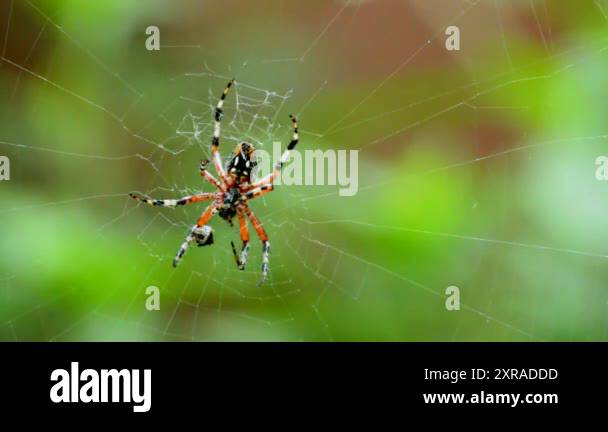 Spiders at their natural habitat Stock Videos & Footage - HD and 4K ...