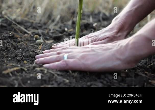 Female hands of farmer planting green sprout in the ground at summer ...