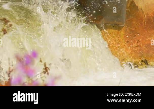 Salmon fish swimming and jumping waterfalls, slow motion. Spawn and ...