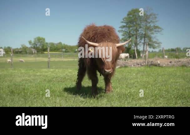 Highland cow in springtime Stock Videos & Footage - HD and 4K Video ...