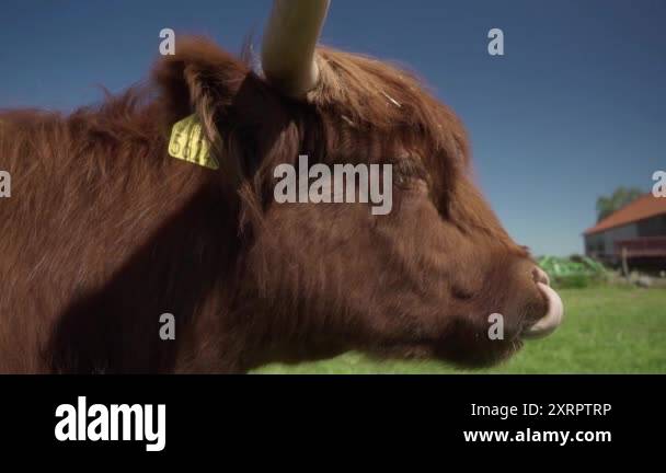 The Highland cow sticks her tongue in the nostril of her nose. A meat ...