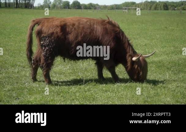 A Highland cow with long horns and shaggy red-brown fur grazes in a ...