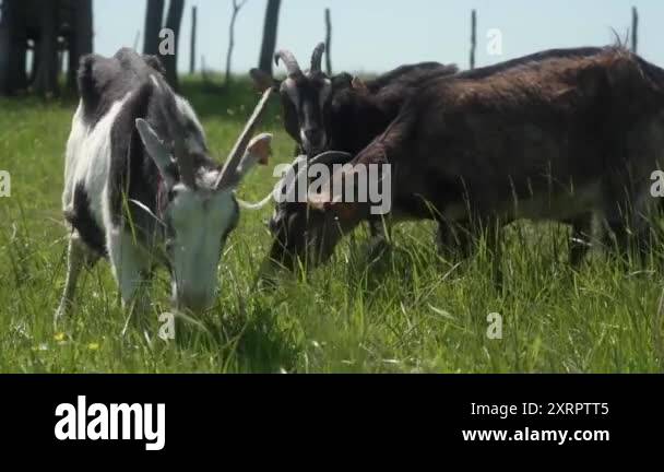 Three animals eating grass Stock Videos & Footage - HD and 4K Video ...