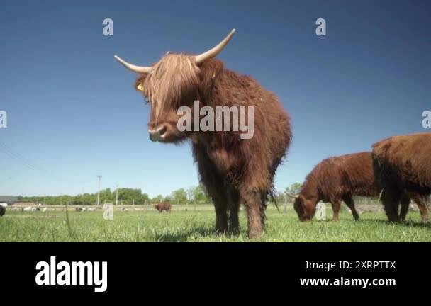 Close up highland cow Stock Videos & Footage - HD and 4K Video Clips ...