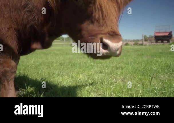 A curious Highland cow with cattle ear tag, long hair and large horns ...