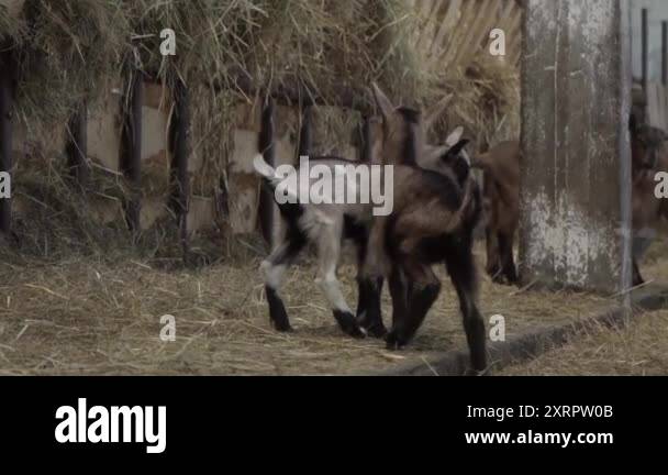 Young friends of the goats playfully frolic in the barn, jumping and ...