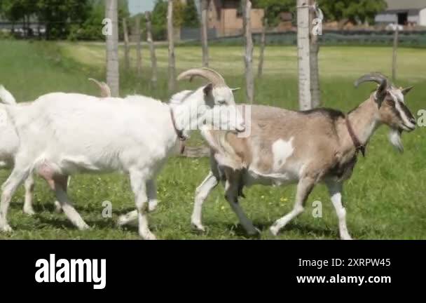 A flock of domestic dairy goats of different breeds and colors are ...