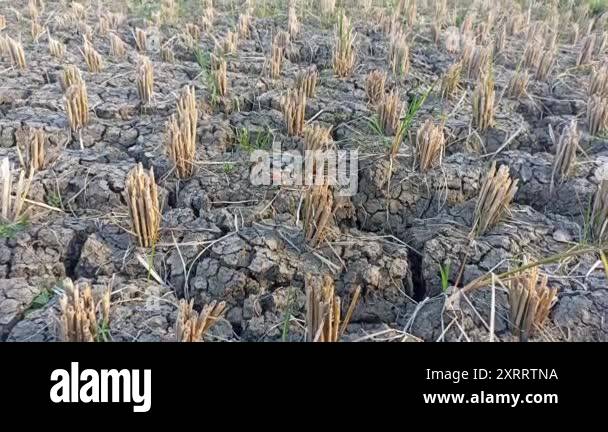 Contraction cracks in rice Stock Videos & Footage - HD and 4K Video ...