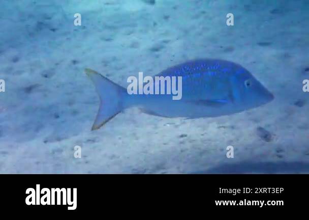 Ocean fish of qatar Stock Videos & Footage - HD and 4K Video Clips - Alamy