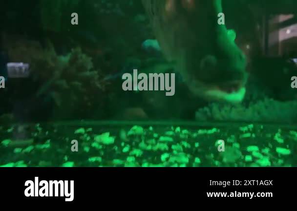 main species confused with this species is C. ornata clown featherback ...