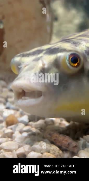 Fahaka puffer fish lies on the bottom of the aquarium and slowly moves ...