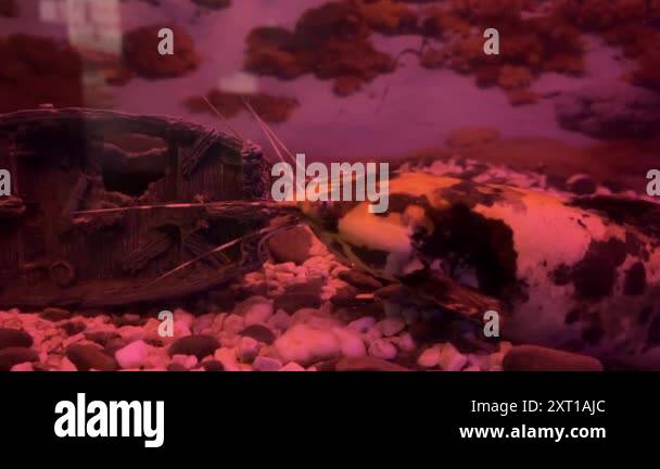 Clarias is a genus of catfishes of the order Siluriformes of the family ...