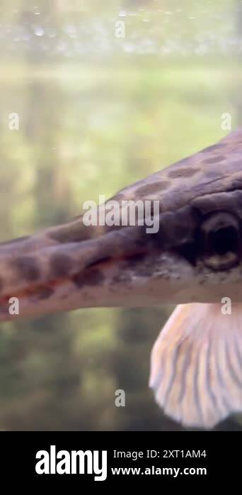 Ray fish face Stock Videos & Footage - HD and 4K Video Clips - Alamy