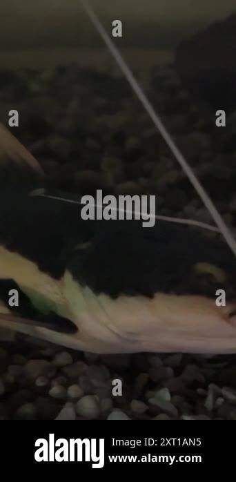 Catfish whiskers Stock Videos & Footage - HD and 4K Video Clips - Alamy