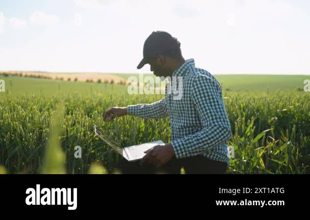 African farmer in a green wheat field examining crop. Smart farming ...