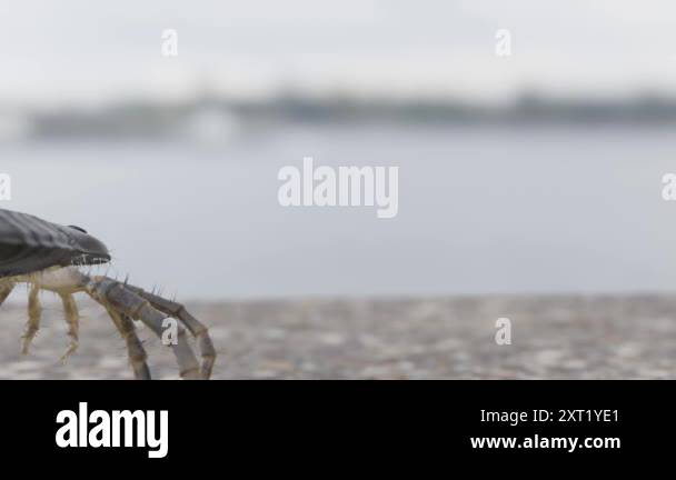 Scorpion spider crabs Stock Videos & Footage - HD and 4K Video Clips ...