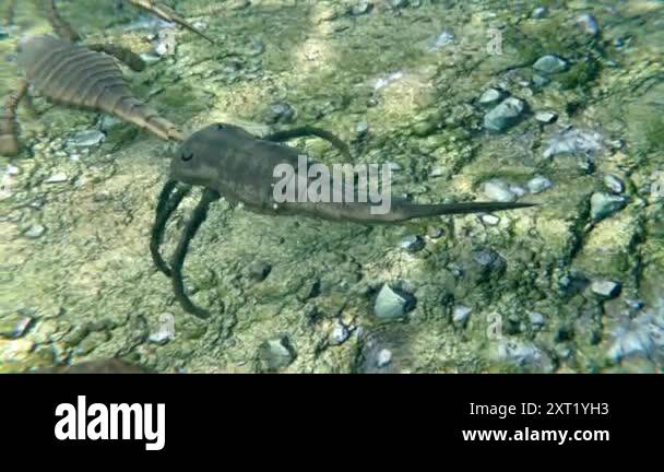 An animation of prehistoric Eurypterid Kokomopterus (Sea Scorpions ...