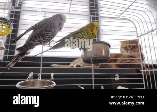 Cage features Stock Videos & Footage - HD and 4K Video Clips - Alamy
