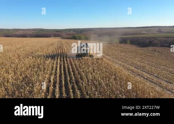 Barley corn crop Stock Videos & Footage - HD and 4K Video Clips - Alamy
