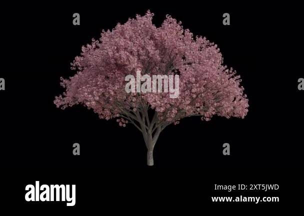Japanese Cherry Tree blowing in the wind. Wind blows the Tree. Animated Tree swaying in the wind ...