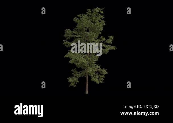 Black Locust Tree blowing in the wind. Wind blows the Tree. Animated ...