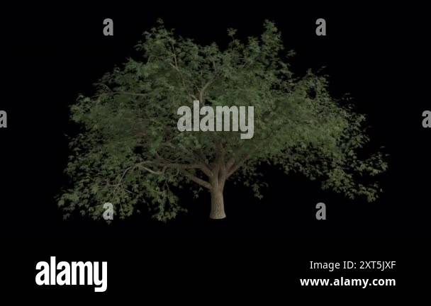 Turkey Oak Tree blowing in the wind. Wind blows the Tree. Animated Tree ...