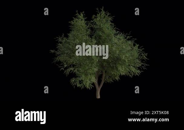 Coast Live Oak Tree blowing in the wind. Wind blows the Tree. Animated Tree swaying in the wind ...