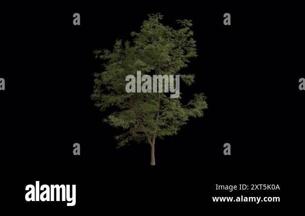 Black Locust Tree blowing in the wind. Wind blows the Tree. Animated ...