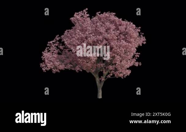 Japanese Cherry Tree blowing in the wind. Wind blows the Tree. Animated ...