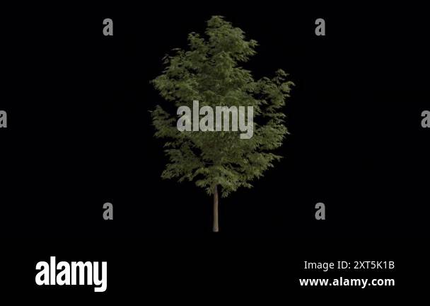 Black Locust Tree blowing in the wind. Wind blows the Tree. Animated ...