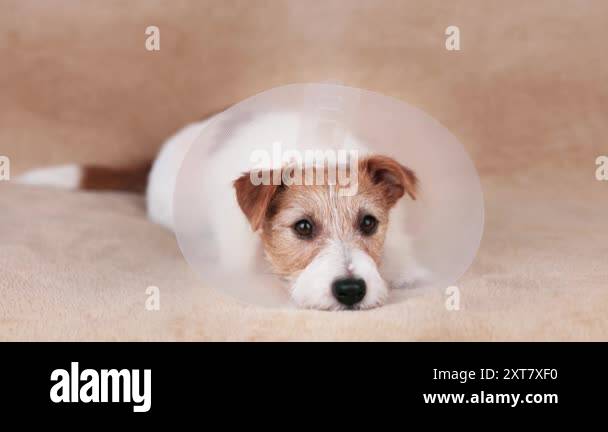 Dog face protection Stock Videos & Footage - HD and 4K Video Clips - Alamy