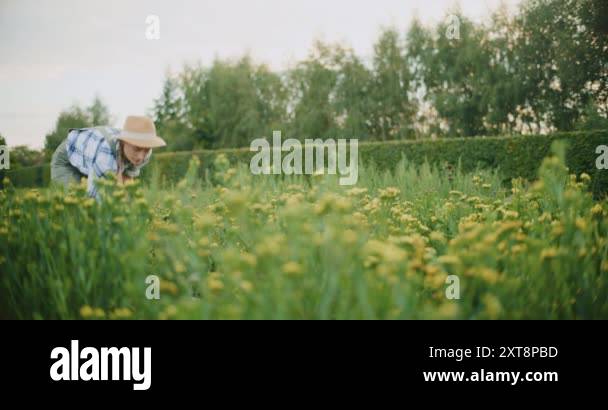 Weeds in a field Stock Videos & Footage - HD and 4K Video Clips - Alamy
