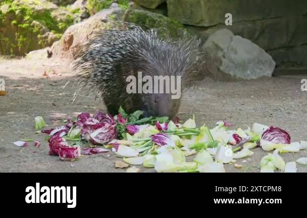 The Indian crested Porcupine, Hystrix indica or Indian porcupine is a ...