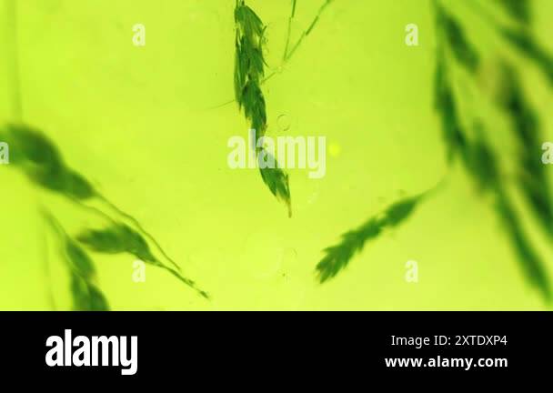 Gel drop. Essential liquid. Defocused yellow green color natural wheat ...