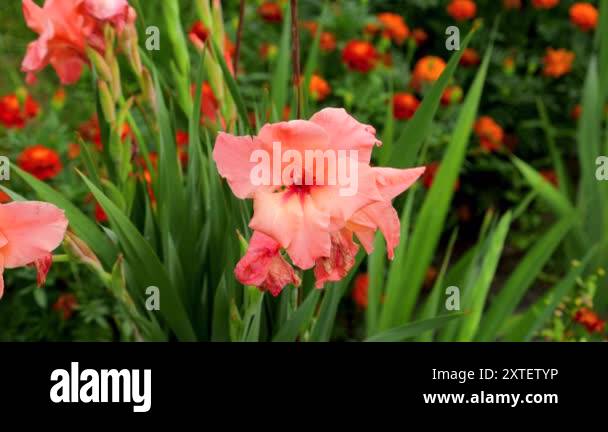 Peter flowers Stock Videos & Footage - HD and 4K Video Clips - Alamy