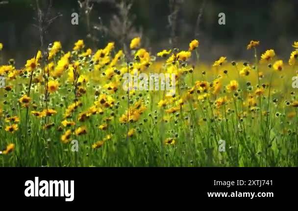Fields of Wild Yellow Flowers Blown by the Wind - This footage ...