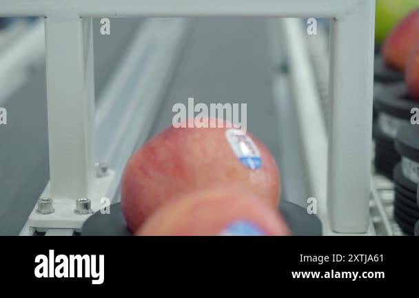 Quality Control of product fruits in factory. Fully automated ...