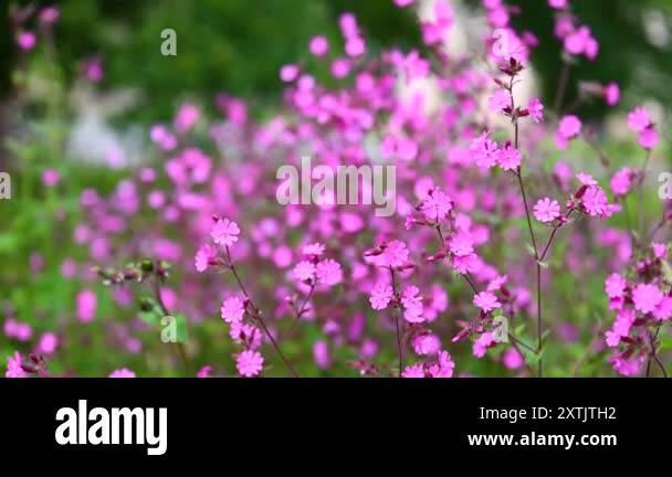 Red campion Stock Videos & Footage - HD and 4K Video Clips - Alamy